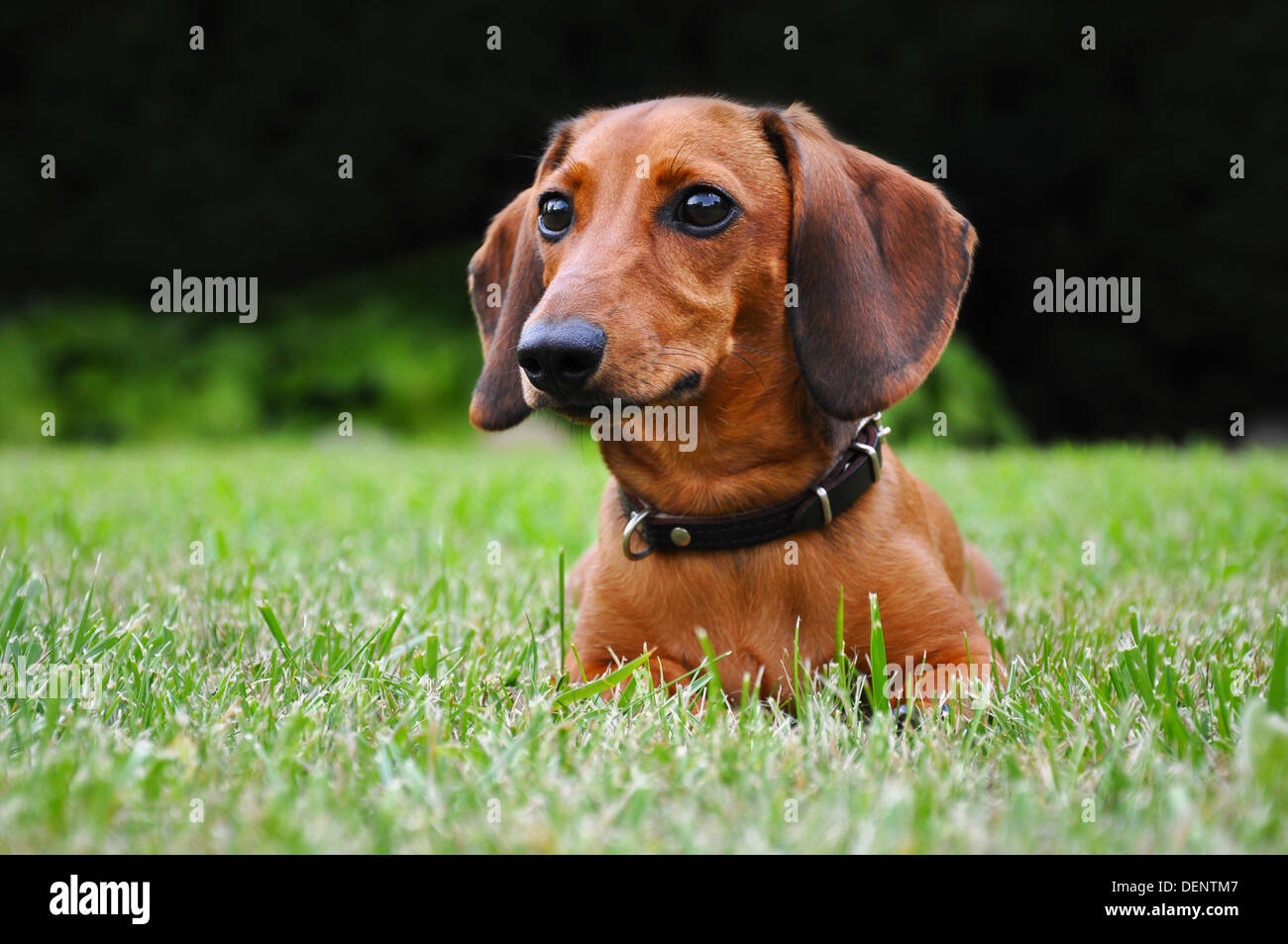 Teckel miniature Banque de photographies et d’images à haute résolution ...