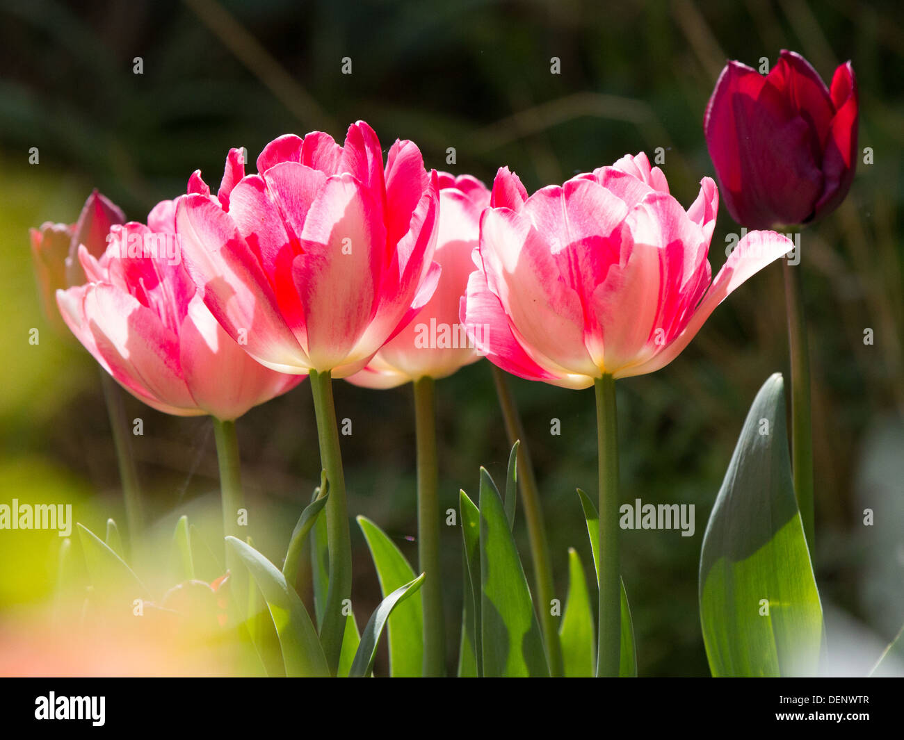 Tulipes au soleil Banque de photographies et d’images à haute ...