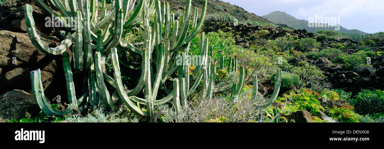 Parque natural teno tenerife Banque de photographies et d’images à ...
