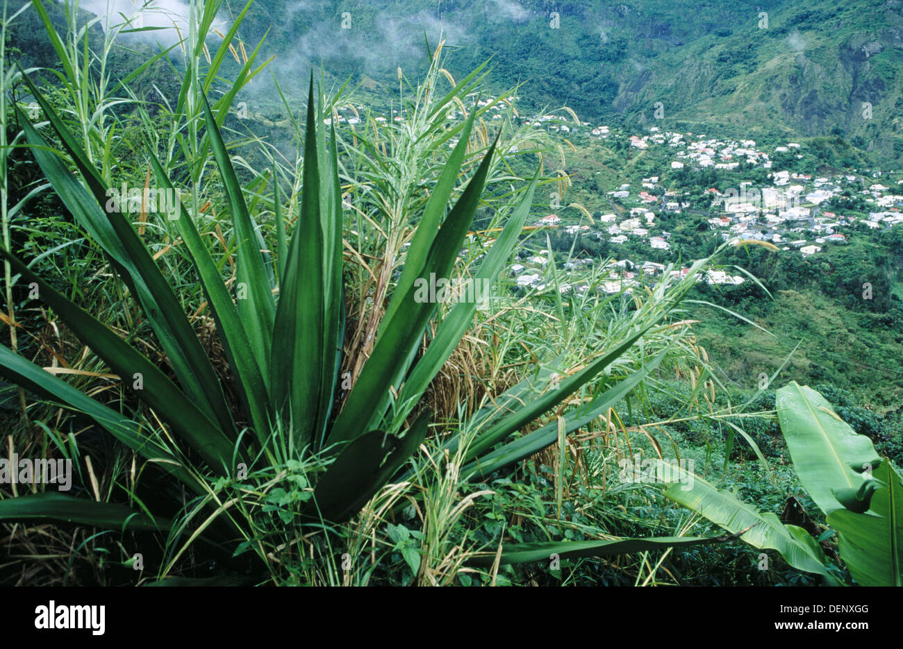 Palmiste rouge Banque de photographies et d’images à haute résolution ...