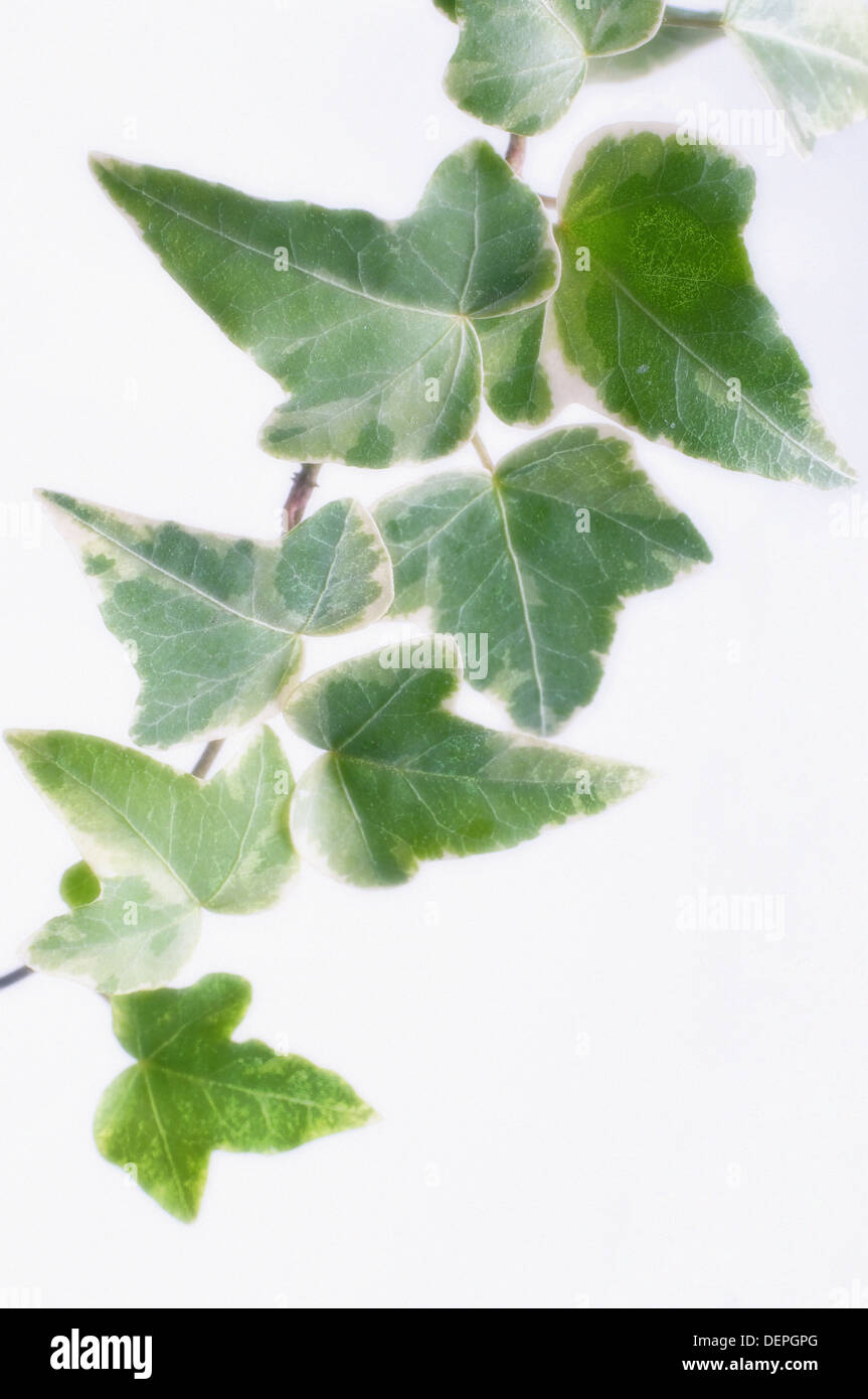 Variegated English Ivy Hedera Helix Banque d'image et photos - Alamy