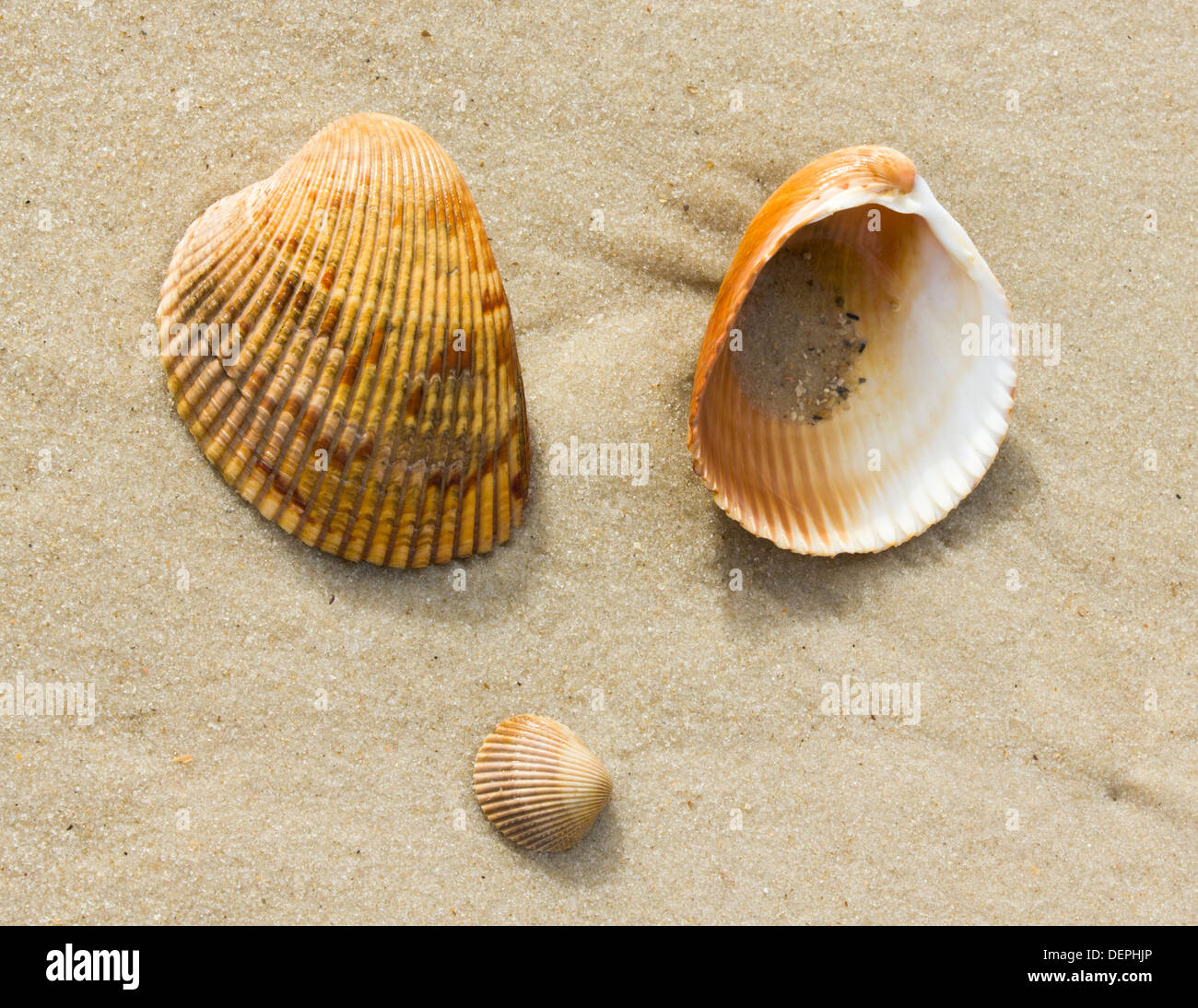 Coquilles de coques sur une plage Banque de photographies et d’images à ...