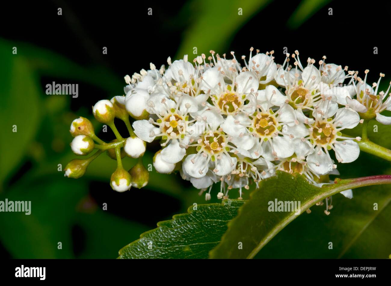Prunus serotina feuille Banque de photographies et d’images à haute ...