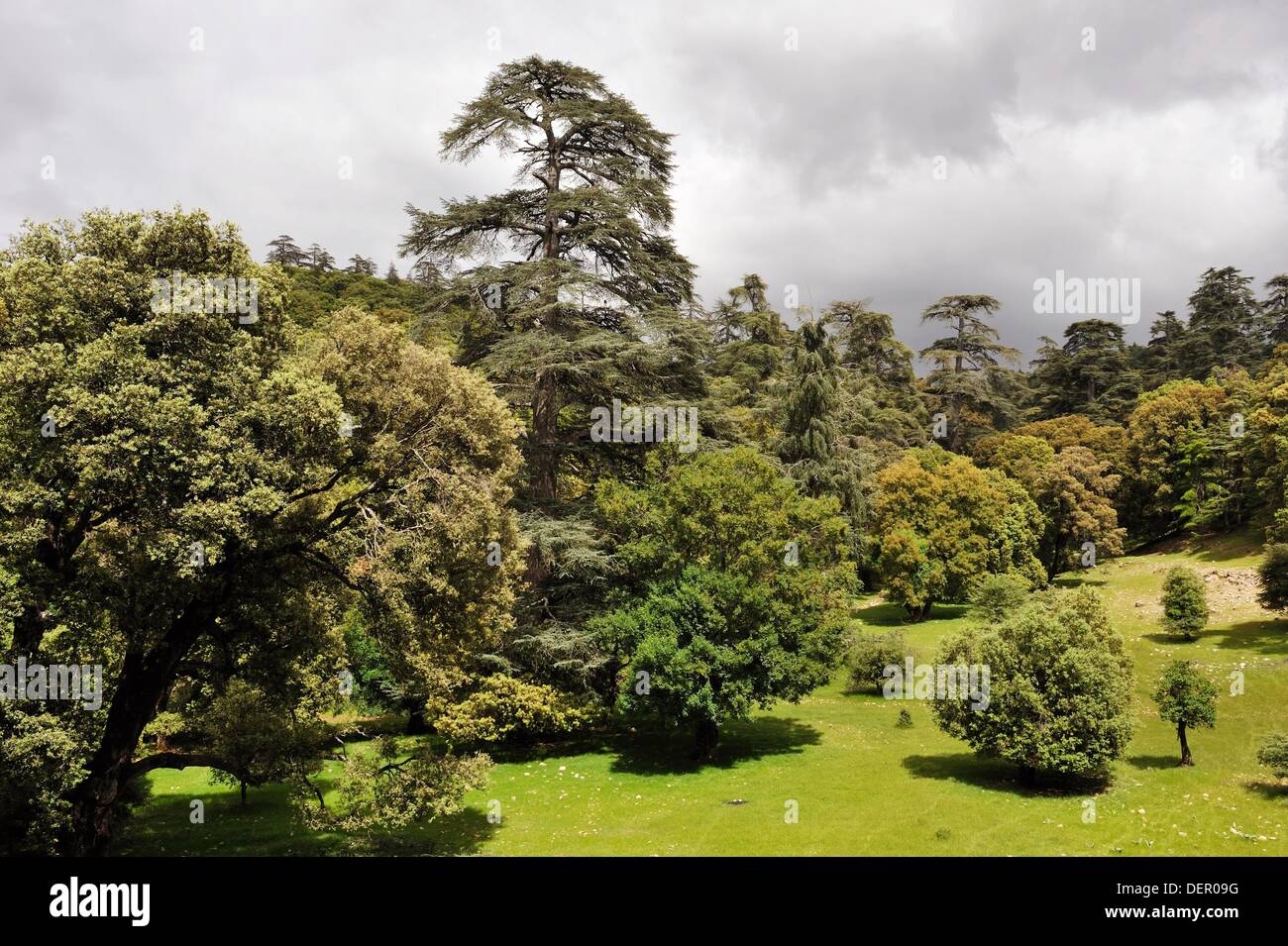 Azrou cedar forest, morocco Banque de photographies et d’images à haute ...