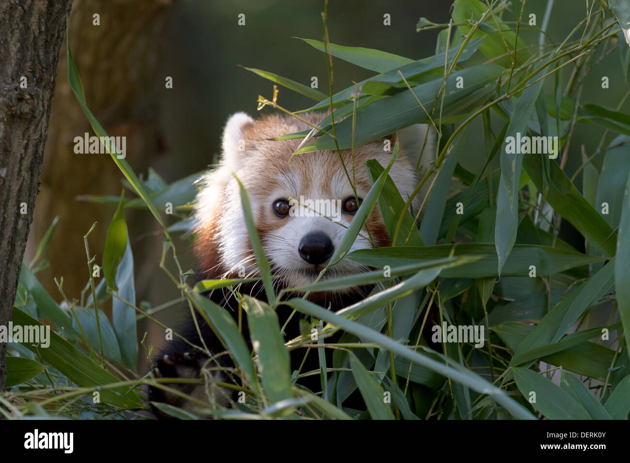 Pandabar Banque de photographies et d’images à haute résolution - Alamy