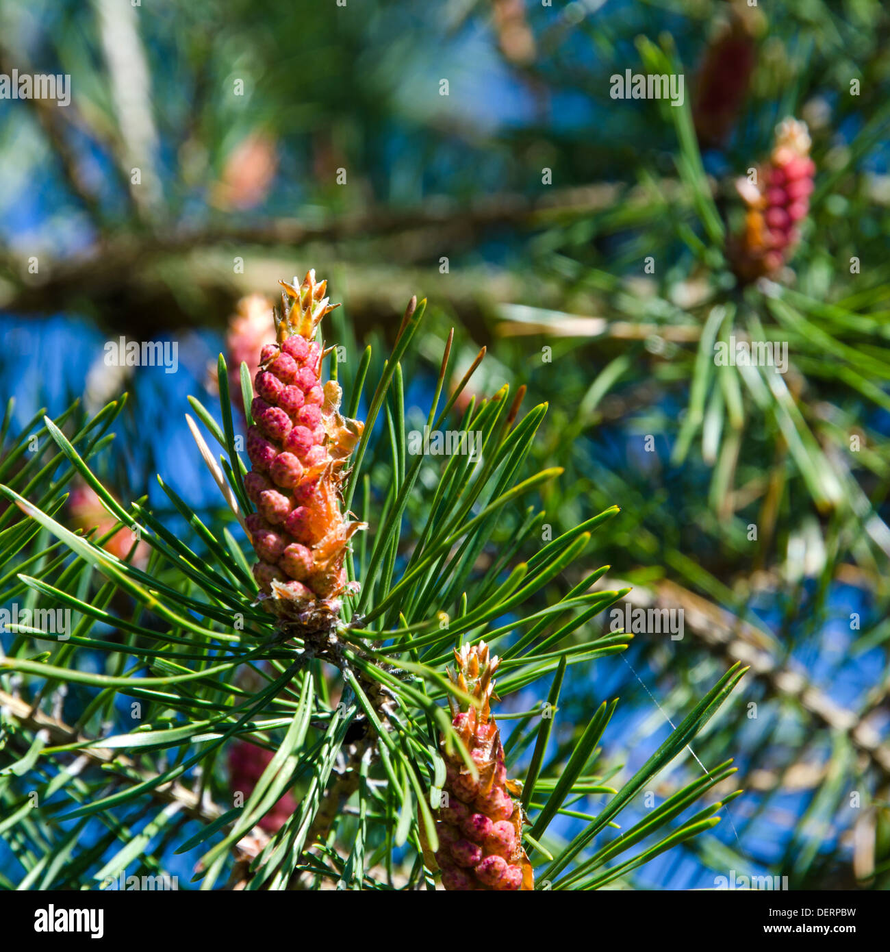 Fleur de pin Banque de photographies et d’images à haute résolution - Alamy