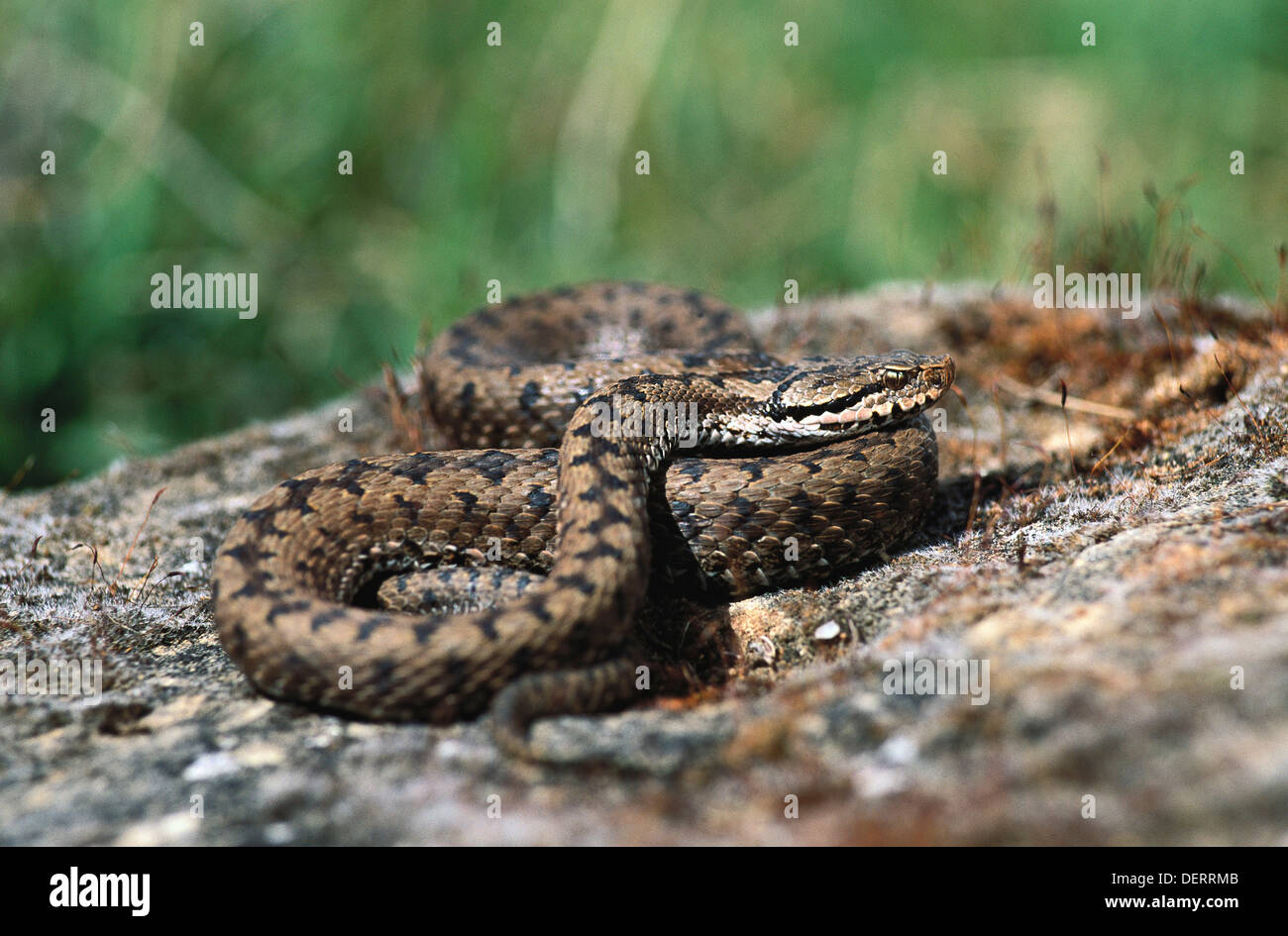 Asp viper aspic viper vipera Banque de photographies et d’images à ...
