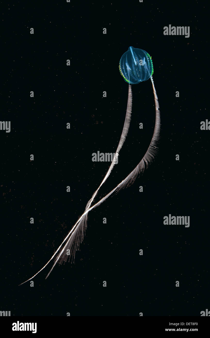 La pleurobrachie Banque de photographies et d’images à haute résolution ...