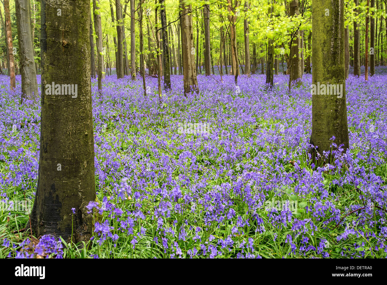 Fleurs de forêt de printemps Banque de photographies et d’images à ...