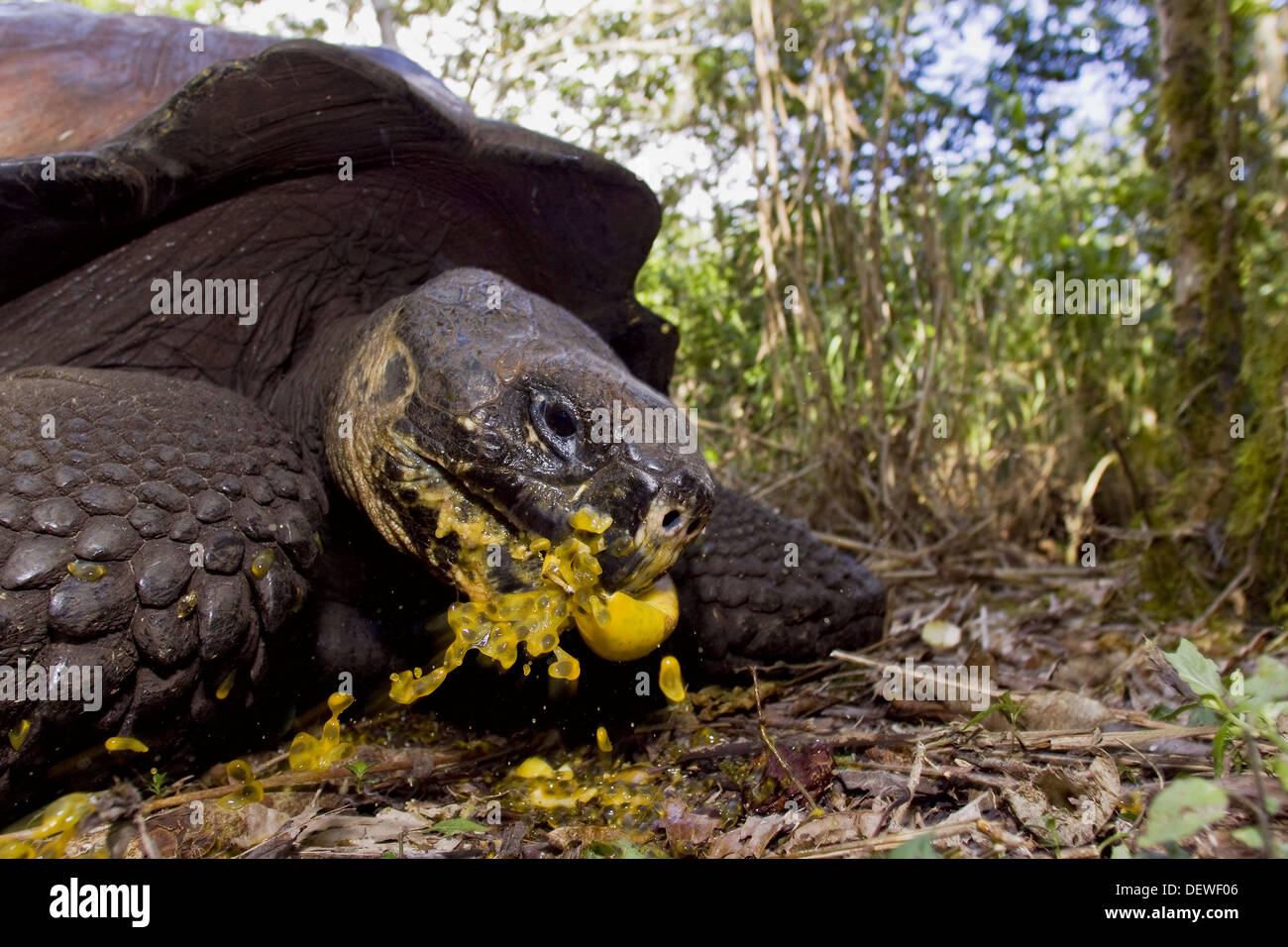 Testudo elephantopus Banque de photographies et d’images à haute ...