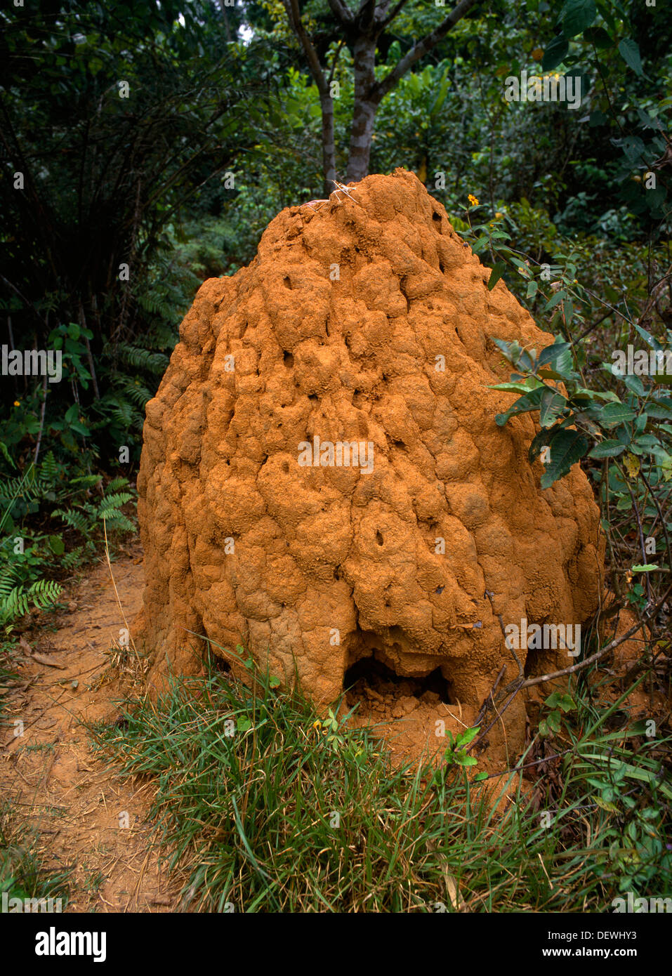 Termite mound rainforest Banque de photographies et d’images à haute ...