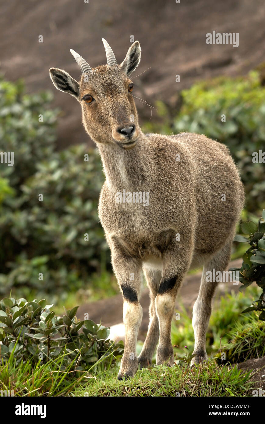 Nilgiri tahr nilgiritragus hylocrius Banque de photographies et d’images à haute résolution - Alamy