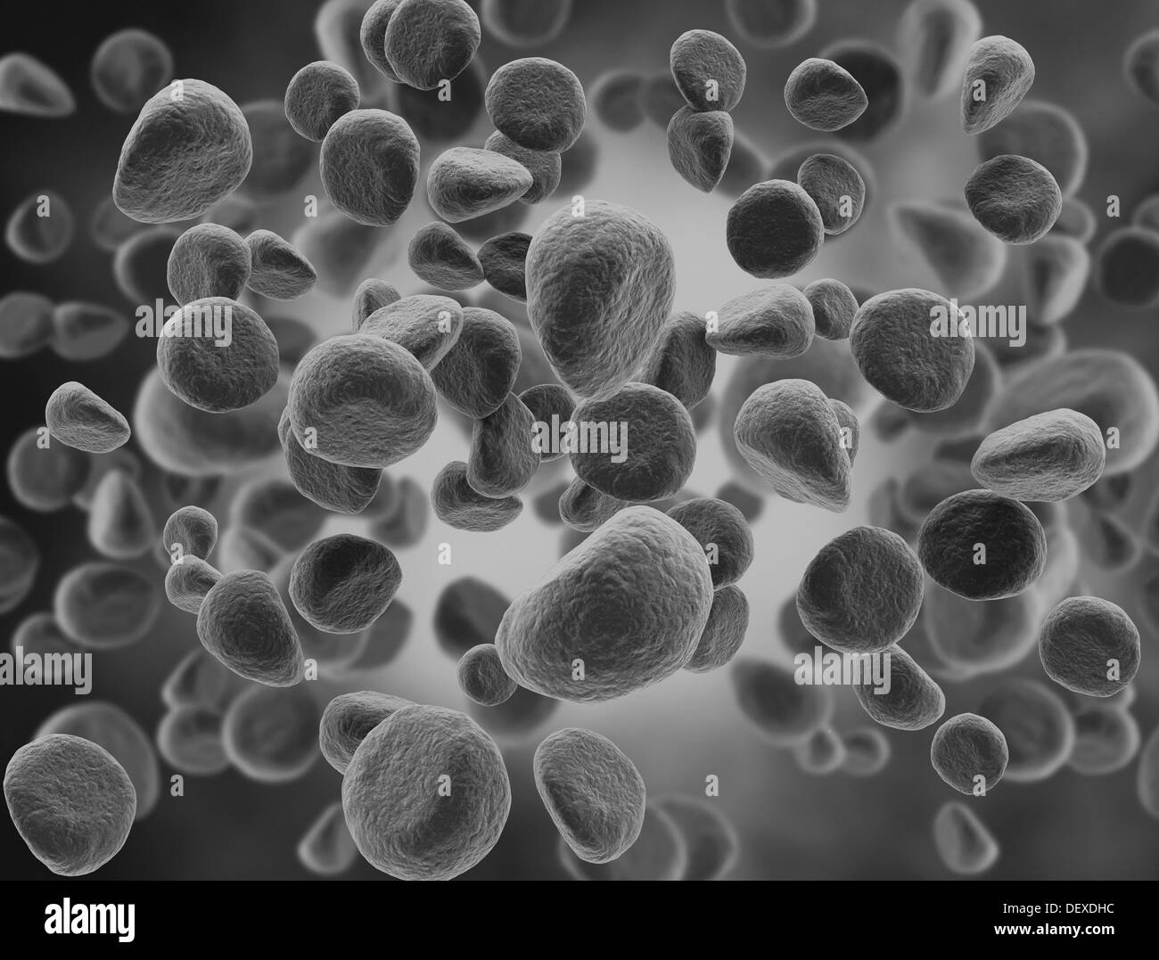 Cellules microscopiques Banque d'images noir et blanc - Alamy