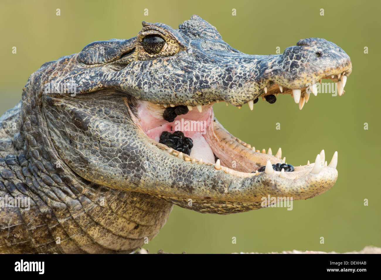 Bouche ouverte avec des sangsues Banque de photographies et d’images à ...