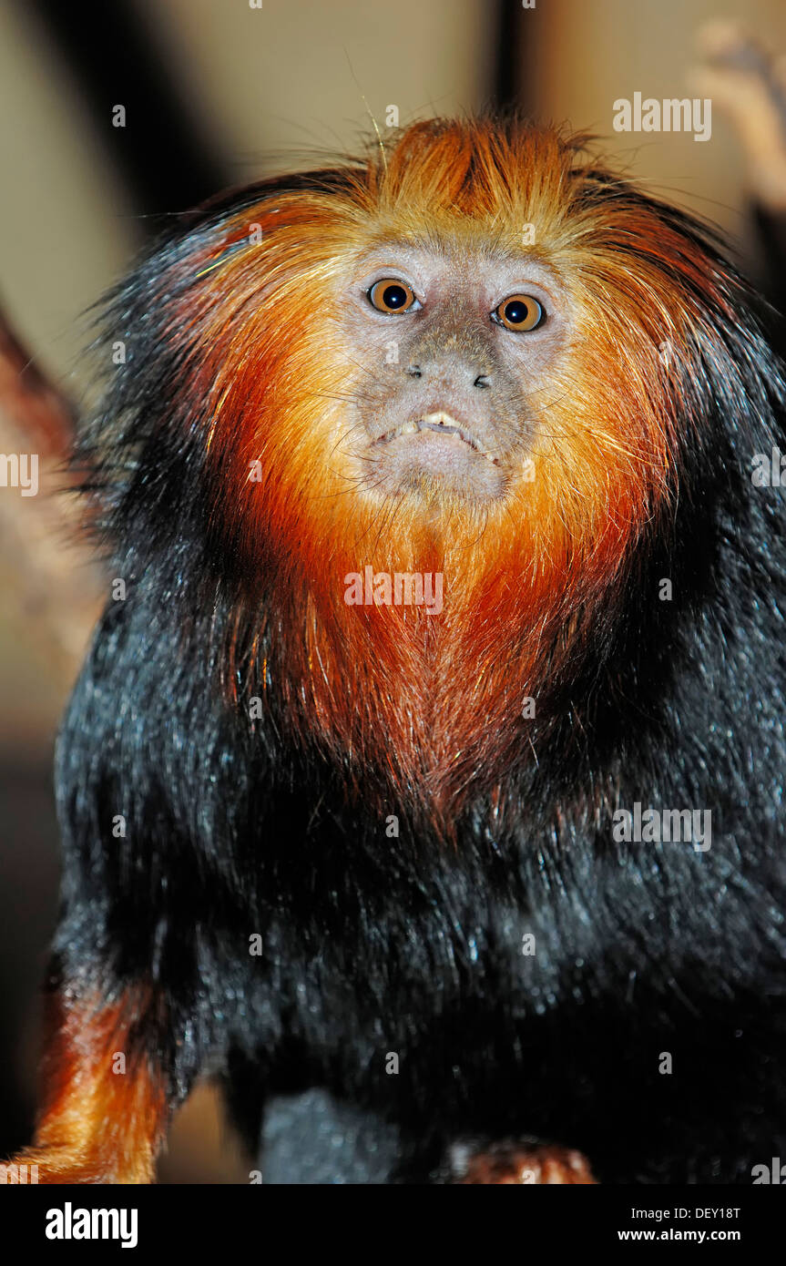 Singe tamarin lion dore Banque de photographies et d’images à haute ...