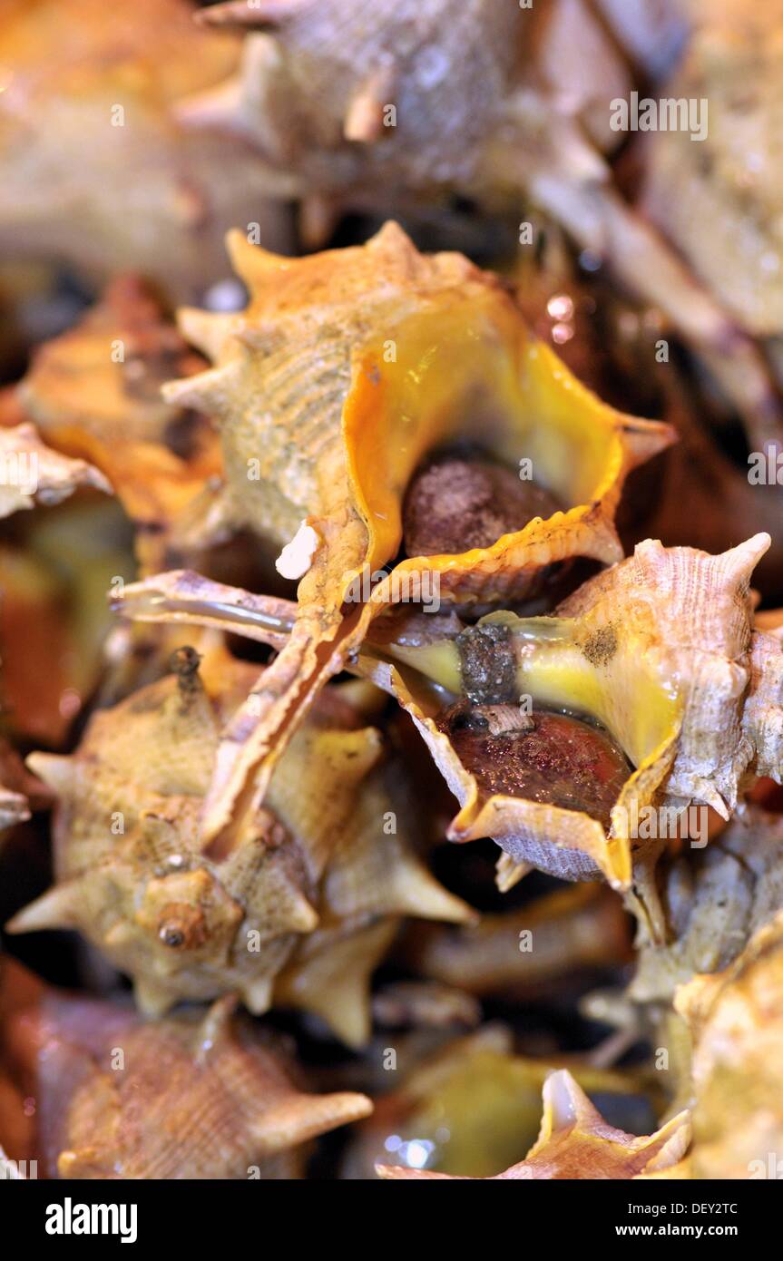 Escargots De Mer Prédateurs Banque d'image et photos - Alamy