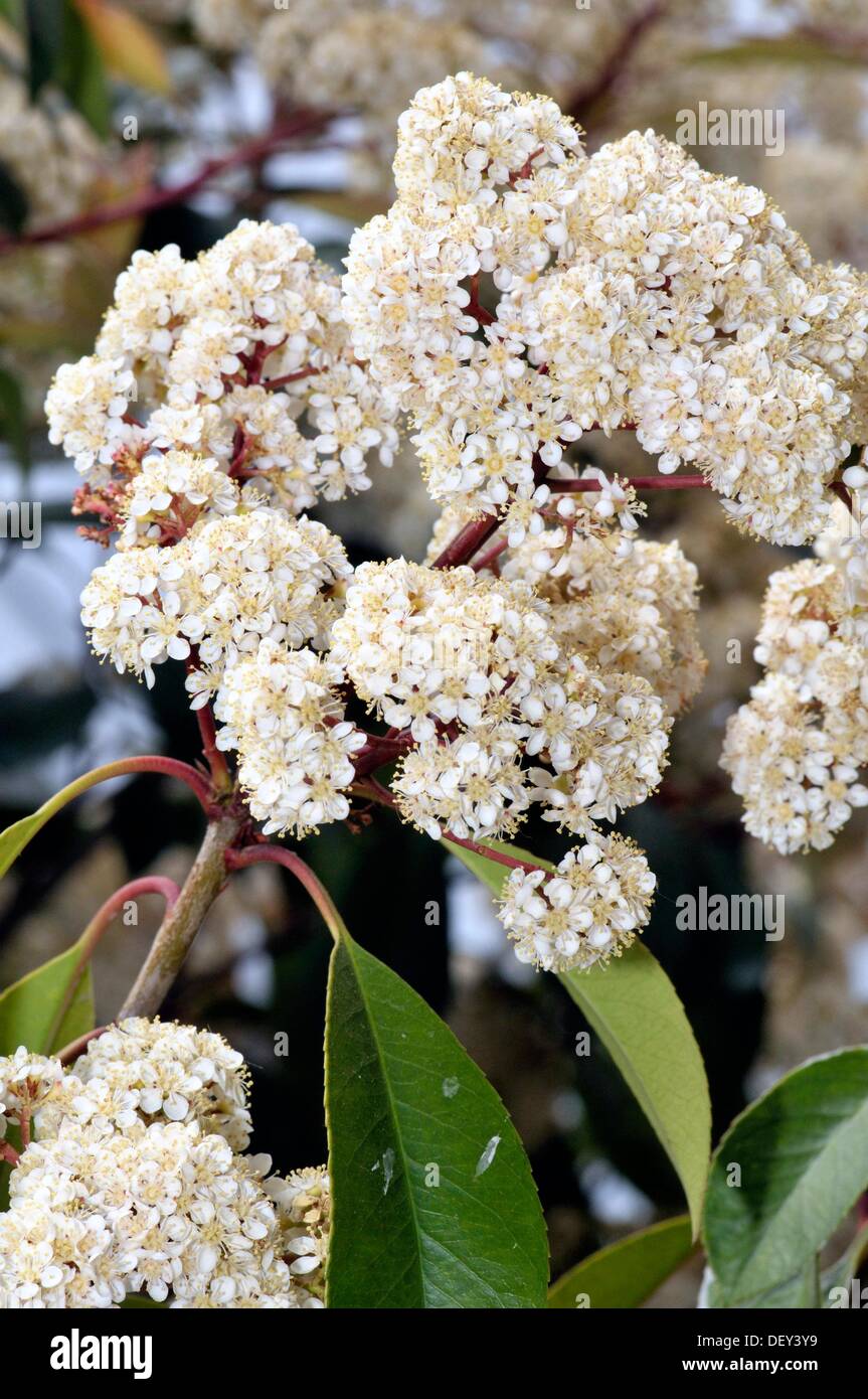 Sorbus sp Banque de photographies et d’images à haute résolution - Alamy