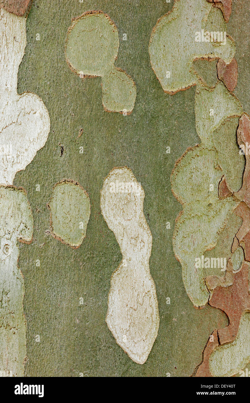 Platane commun Banque de photographies et d’images à haute résolution ...