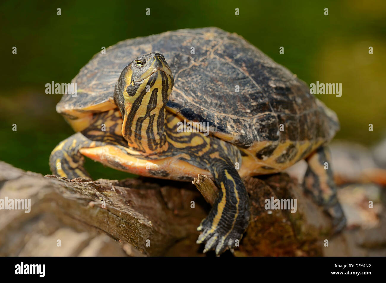 Trachemys scripta elegans Banque de photographies et d’images à haute ...