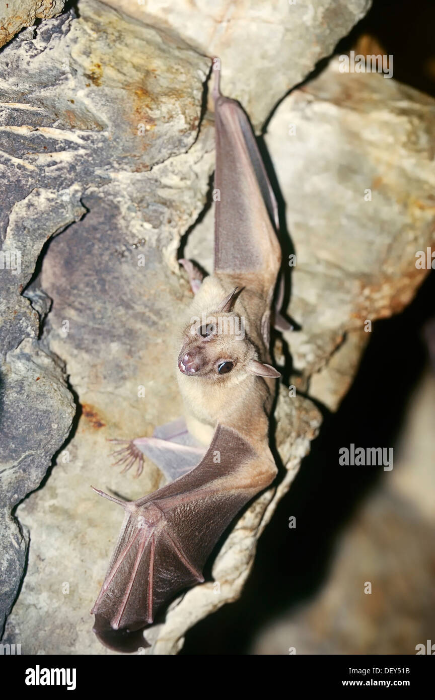 Rousettus aegyptiacus Banque de photographies et d’images à haute ...