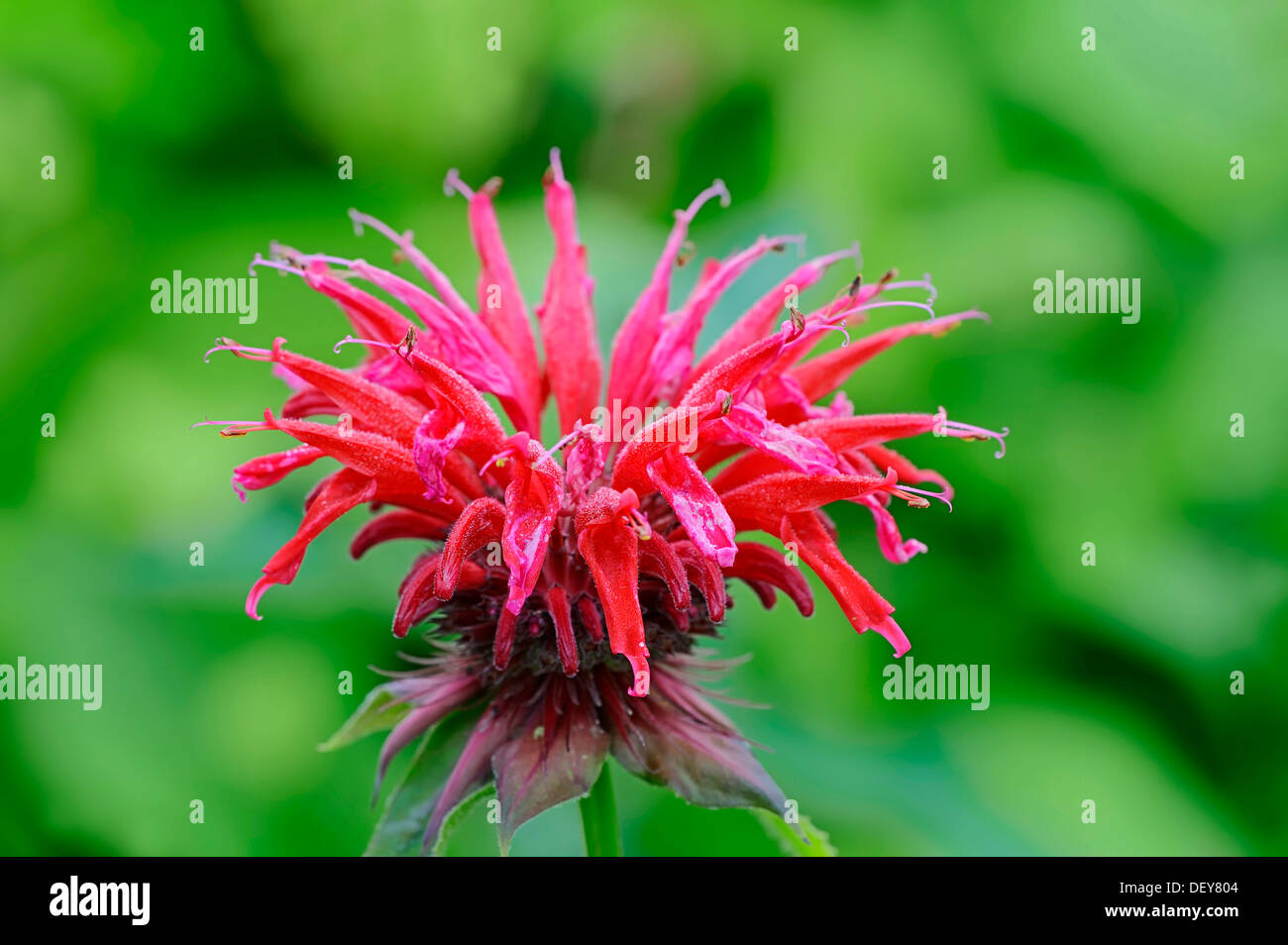 La monarde fistuleuse ou Monardes (Monarda fistulosa, hybride), la ...