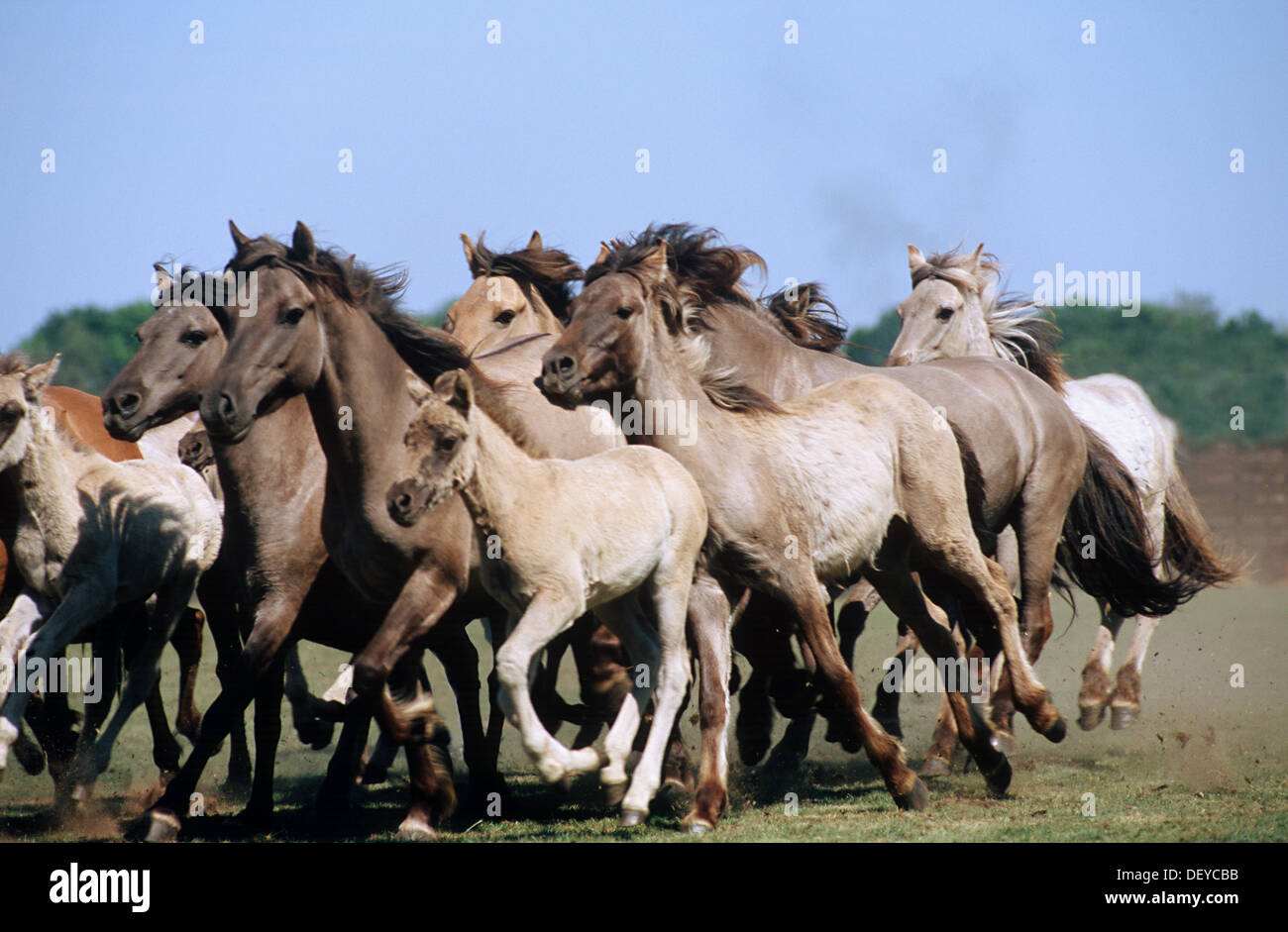 Dulmen ponies Banque de photographies et d’images à haute résolution ...