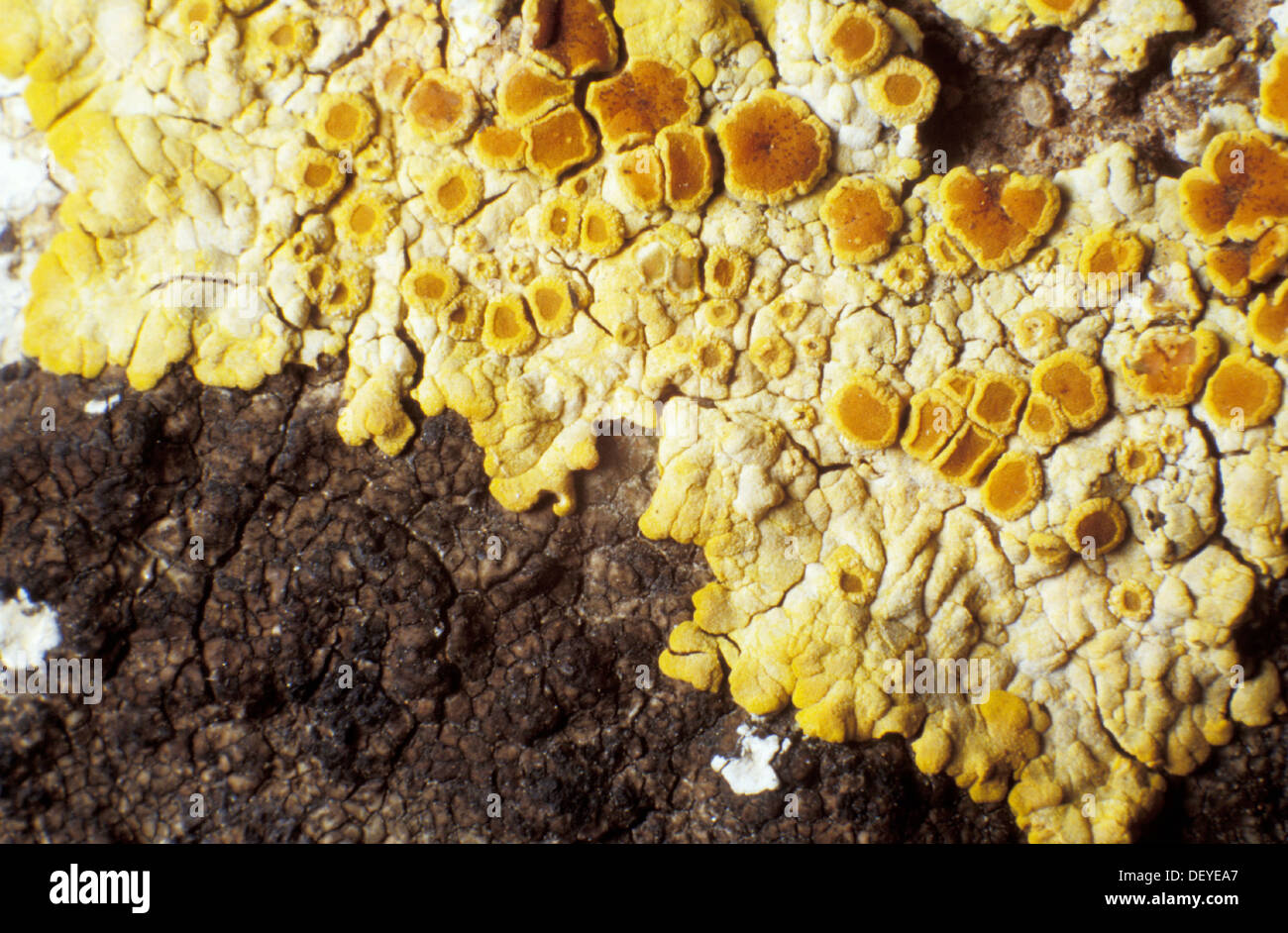 Caloplaca sp Banque de photographies et d’images à haute résolution - Alamy