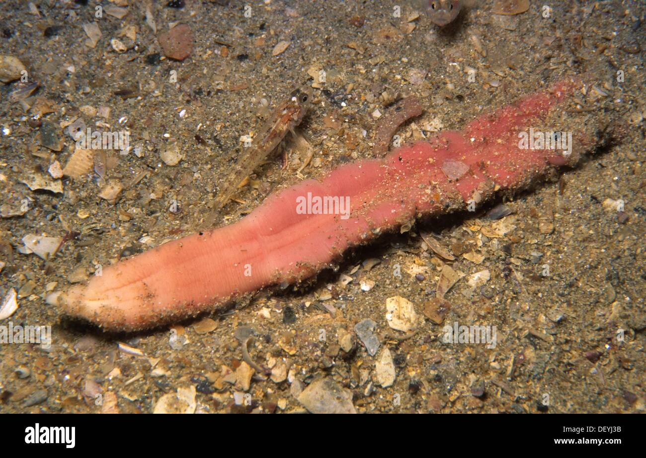 Cerebratulus lacteus Banque de photographies et d’images à haute ...