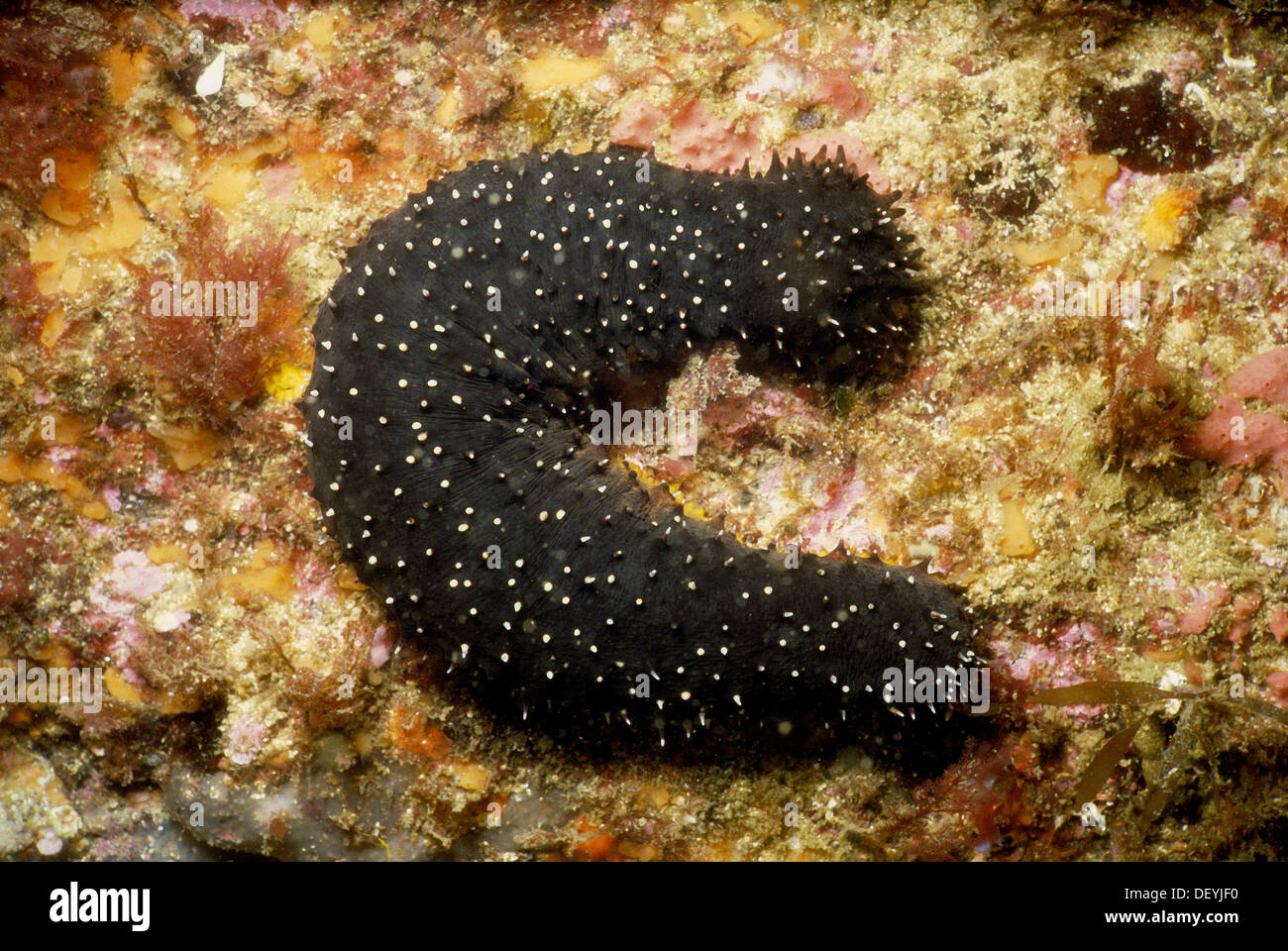 Holothuria forskali Banque de photographies et d’images à haute ...