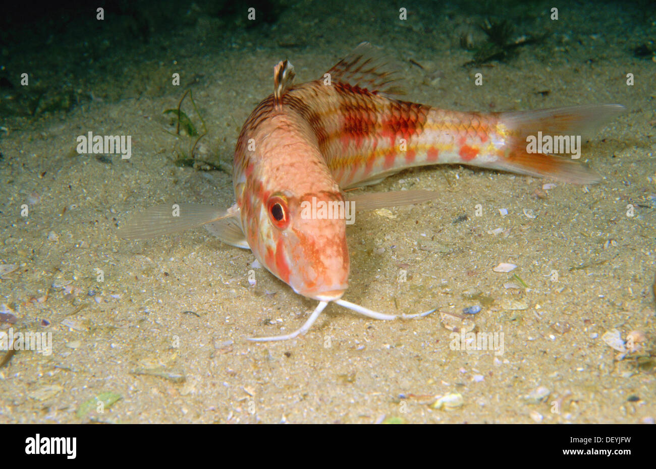 Goatfish rayée Banque de photographies et d’images à haute résolution ...