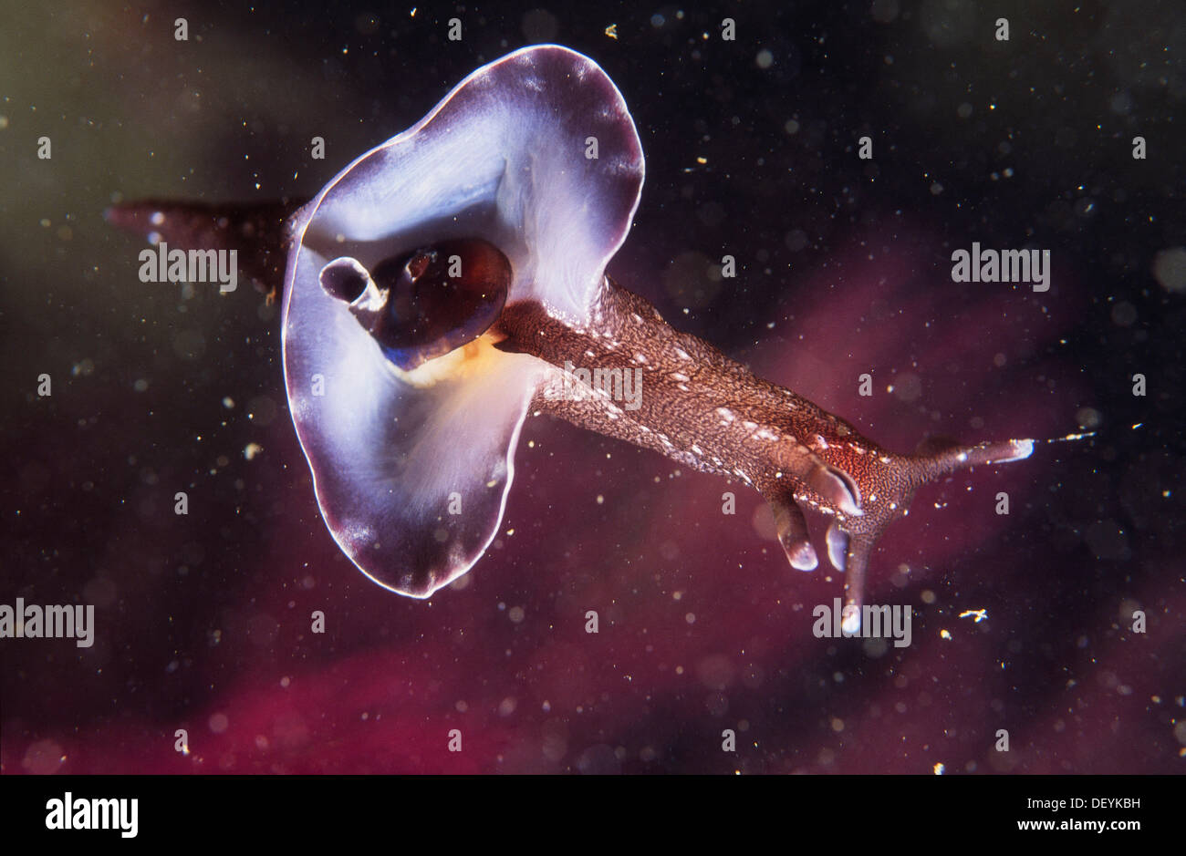 Aplysia punctata Banque de photographies et d’images à haute résolution ...