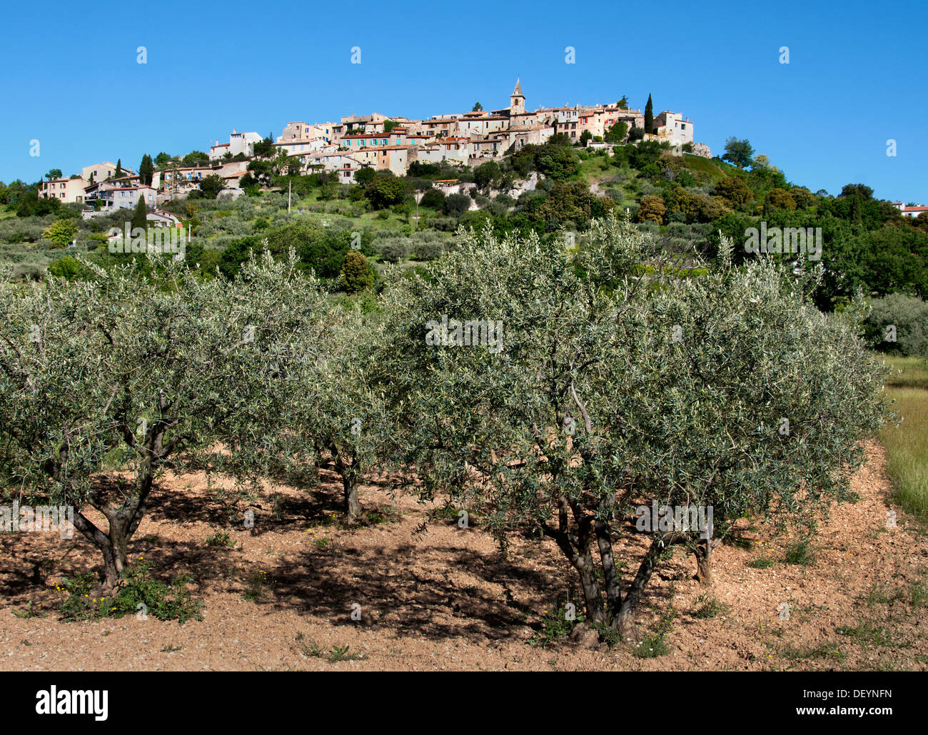 Olivier arbre provence Banque de photographies et d’images à haute résolution - Alamy
