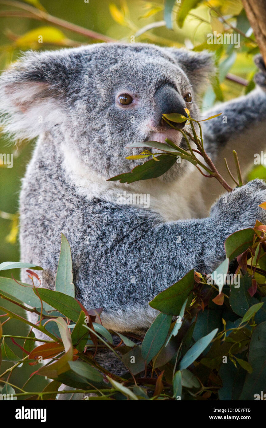 Koala eating eucalyptus Banque de photographies et d’images à haute ...