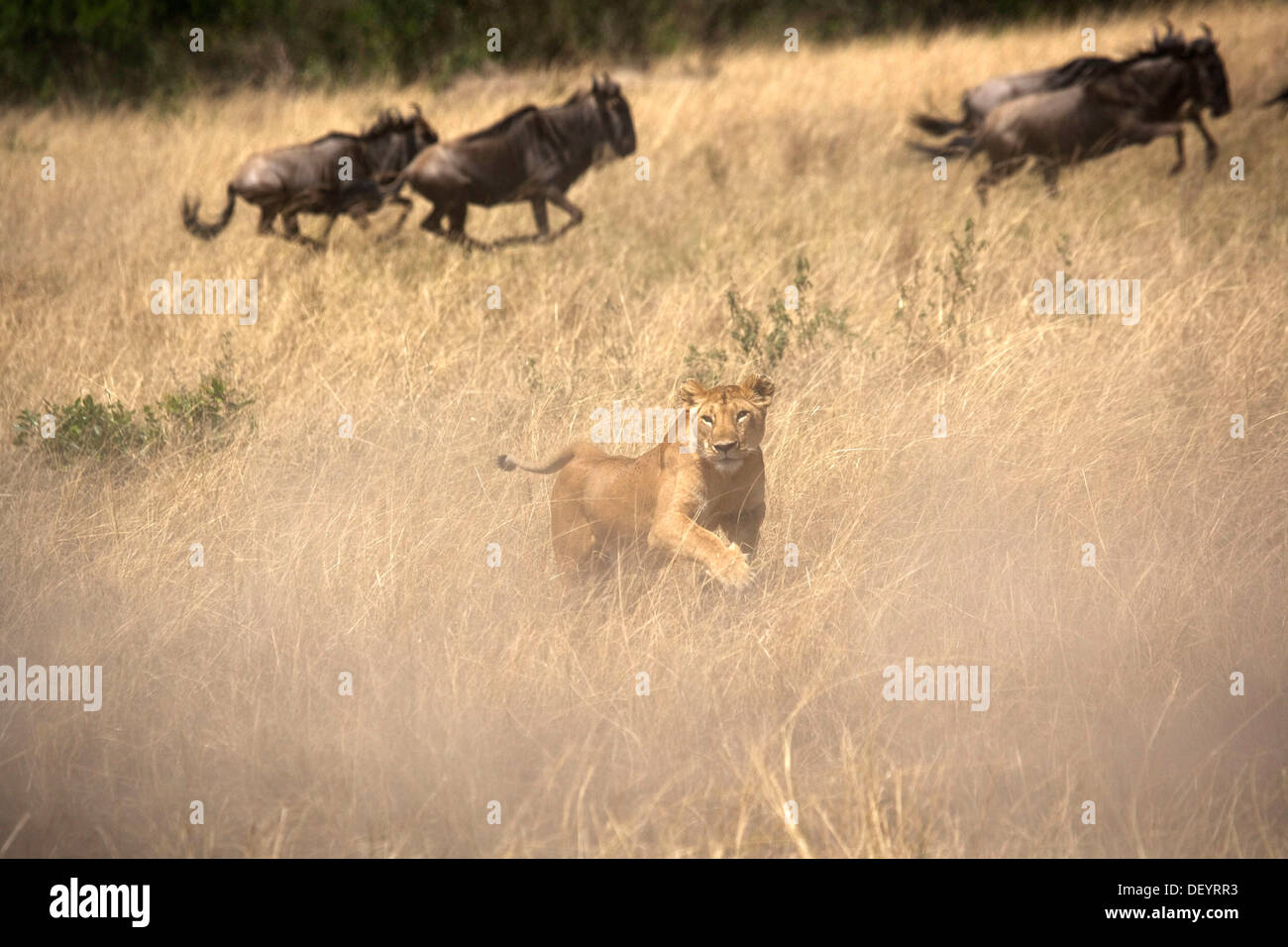 Lionne chasse gnou Banque de photographies et d’images à haute résolution - Alamy