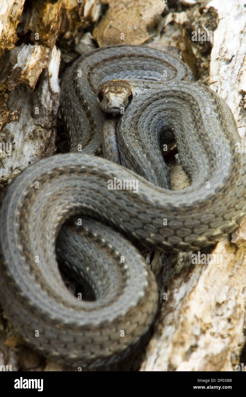 Anguis fragilis Banque de photographies et d’images à haute résolution ...