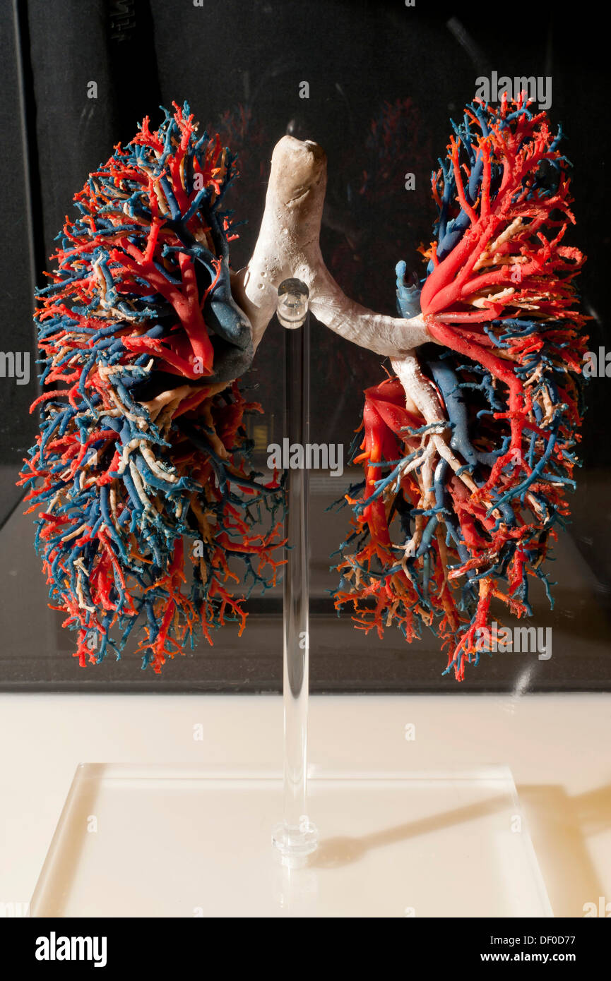 Artères et veines bronchiques Banque de photographies et d’images à ...