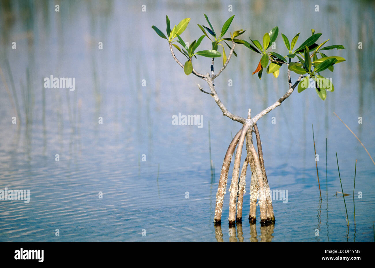 Swamp Red Mangrove Rhizophora Mangle Banque d'image et photos - Alamy