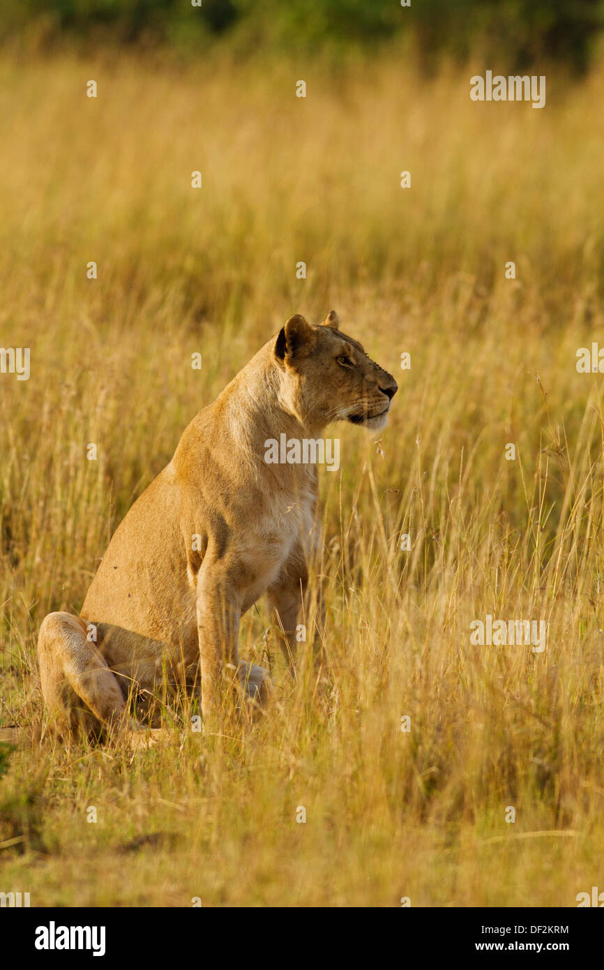 Observation de la faune masai mara Banque de photographies et d’images ...