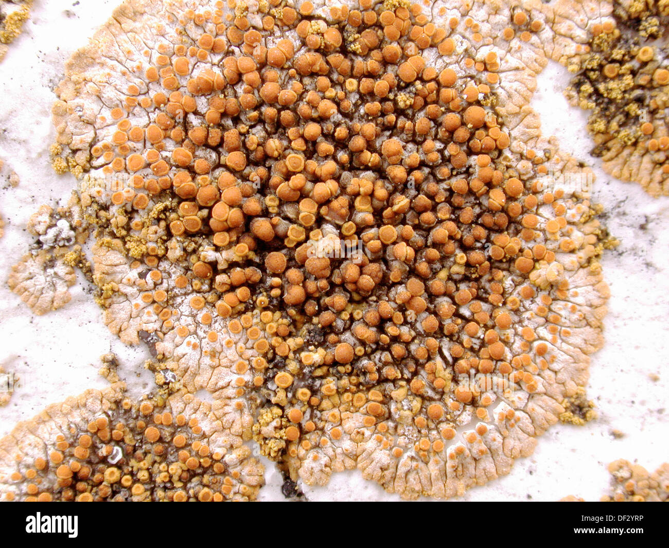 Caloplaca sp Banque de photographies et d’images à haute résolution - Alamy