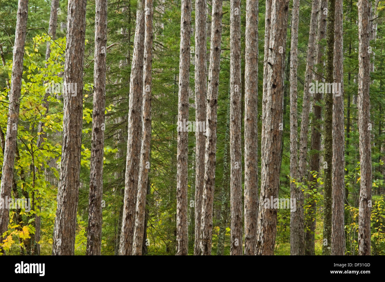 Pin rouge pinus resinosa arbre Banque de photographies et d’images à ...