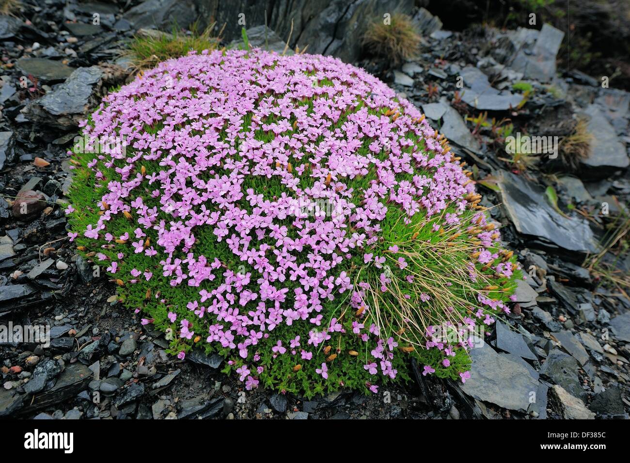 Silene acaulis arctic Banque de photographies et d’images à haute ...