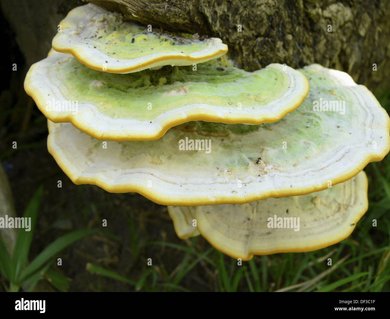 Champignon En Forme D'oreille Banque d'image et photos - Alamy