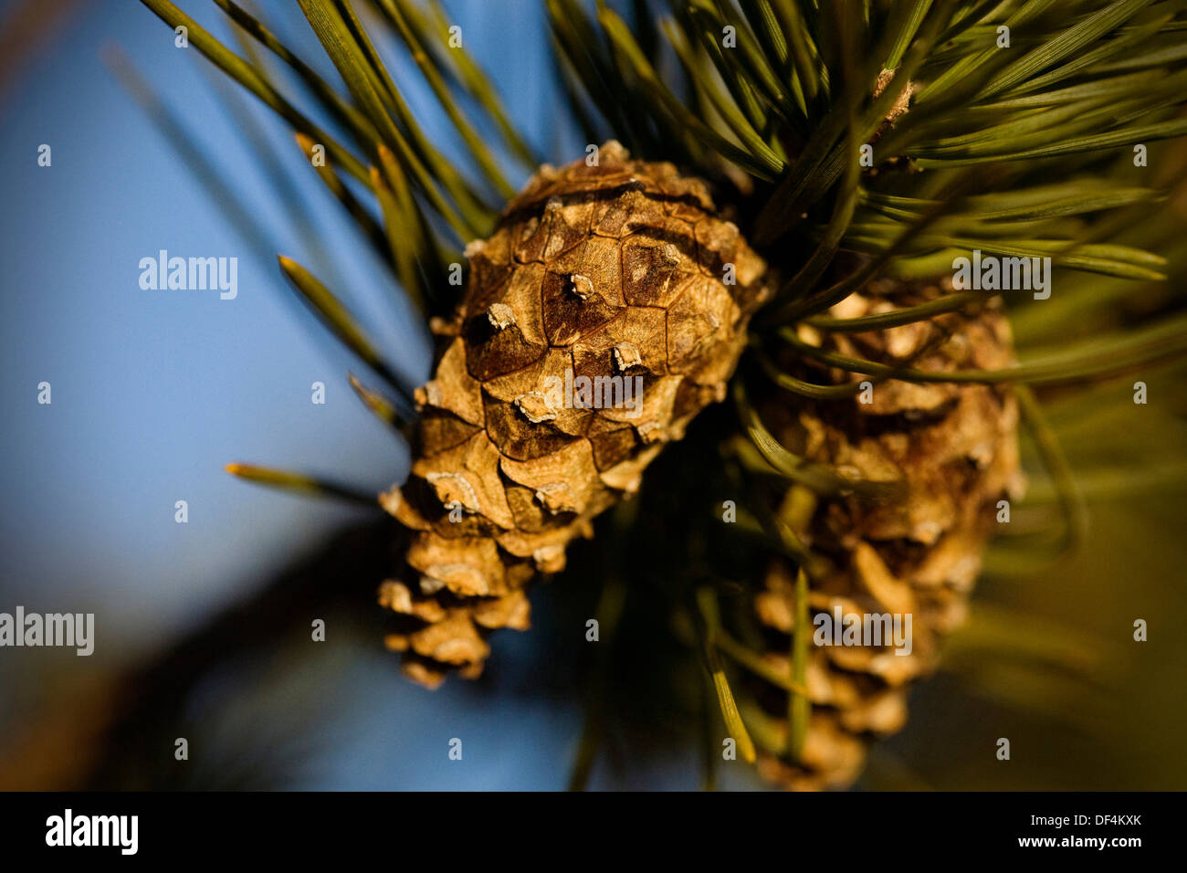 Pine cones Banque de photographies et d’images à haute résolution - Alamy