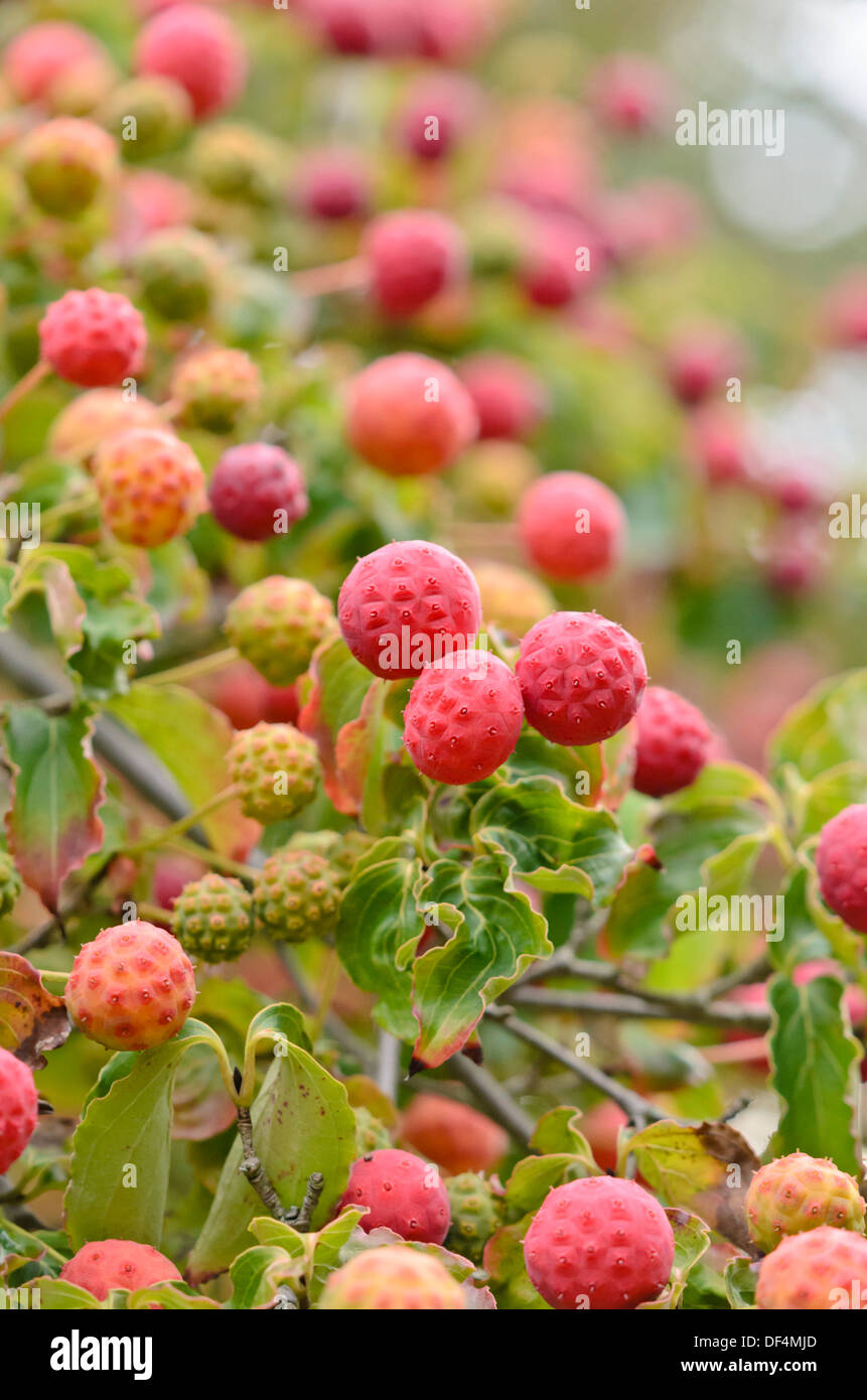 Fruits d'automne de cornouiller kousa Banque de photographies et d ...