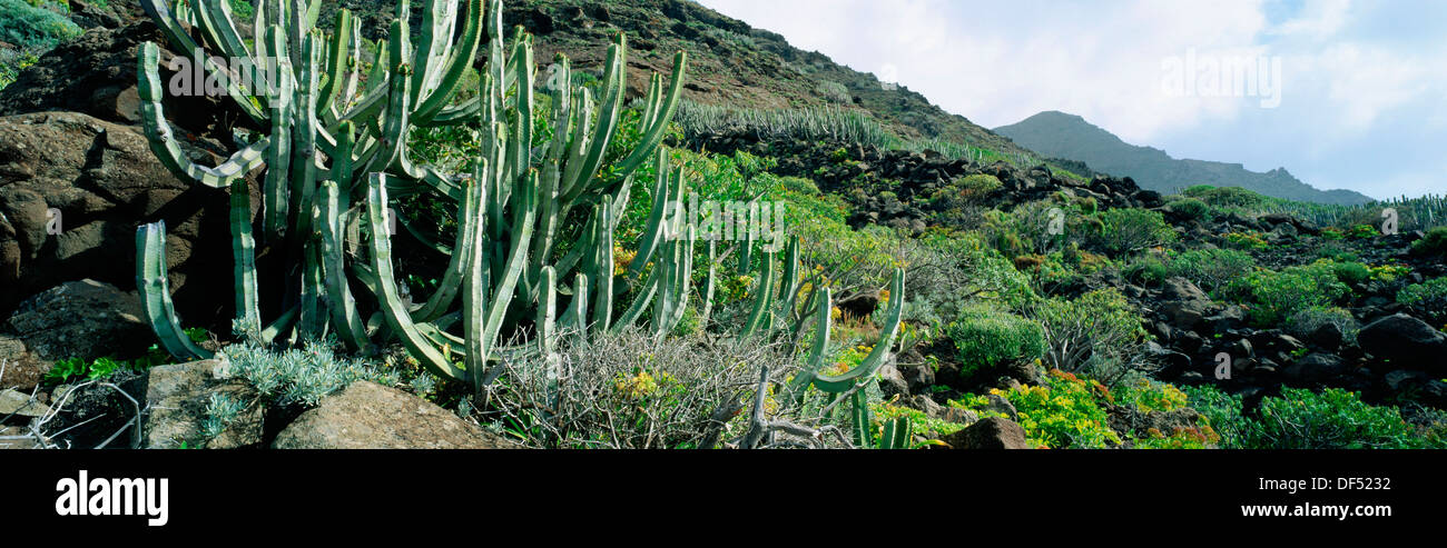Parque natural teno tenerife Banque de photographies et d’images à ...