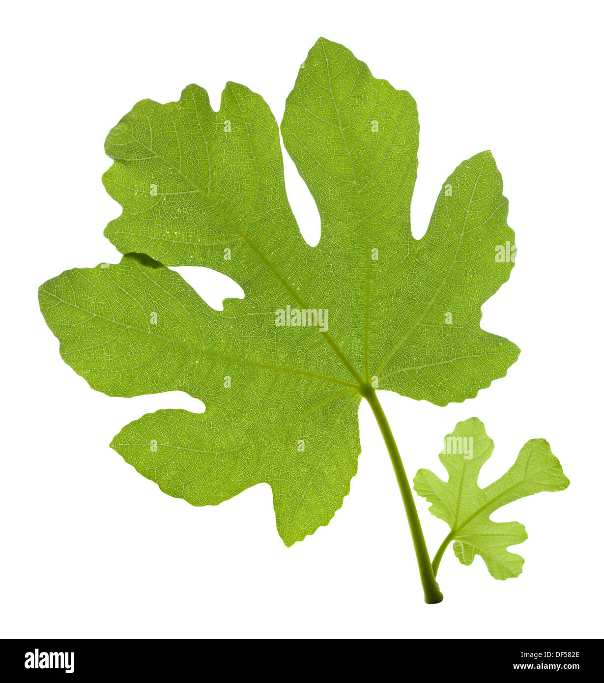 Adam fig leaf Banque d'images détourées - Alamy