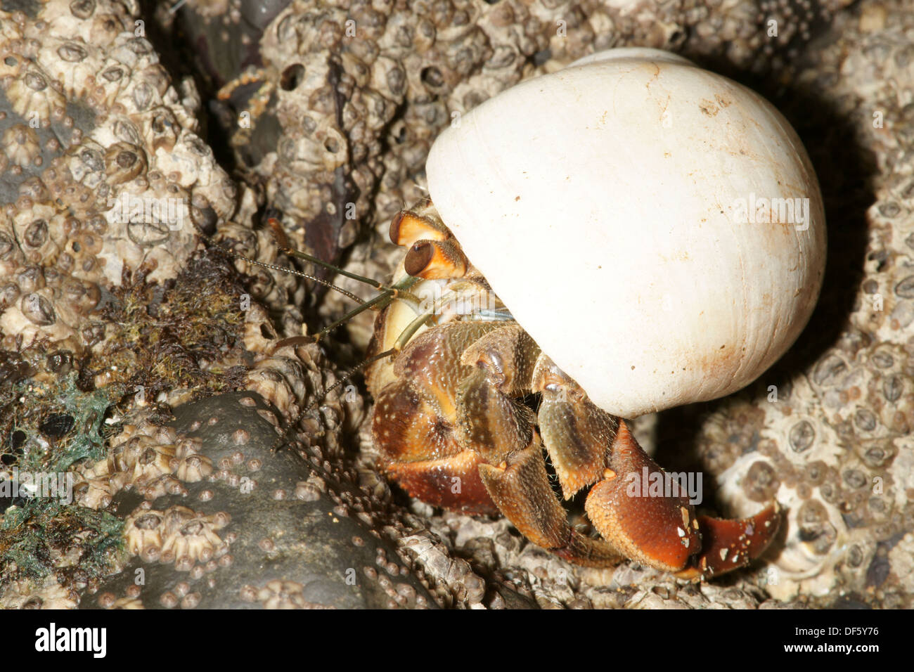 Coquille de bernard l'ermite Banque de photographies et d’images à ...