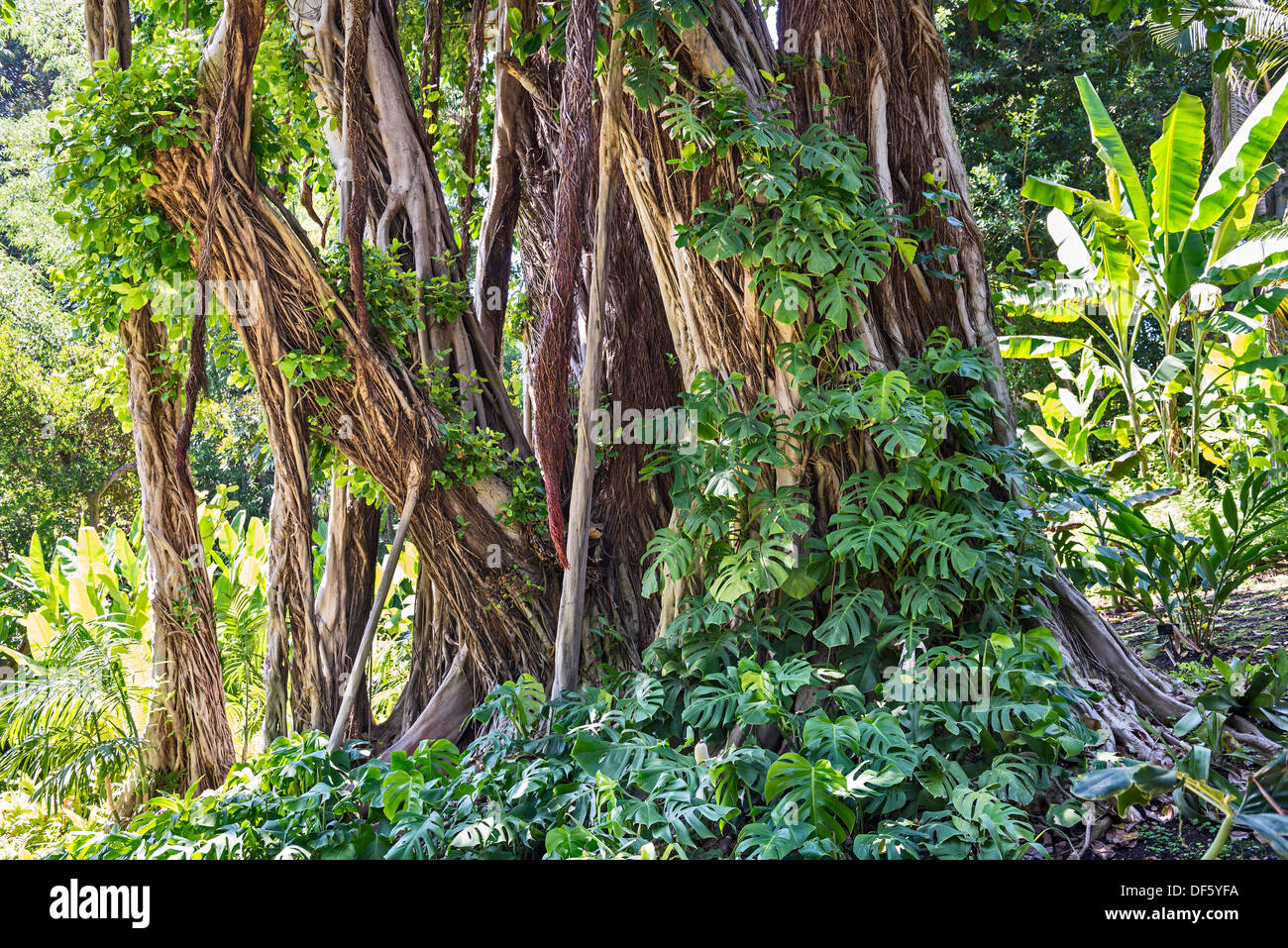 Ficus thonningii Banque de photographies et d’images à haute résolution ...