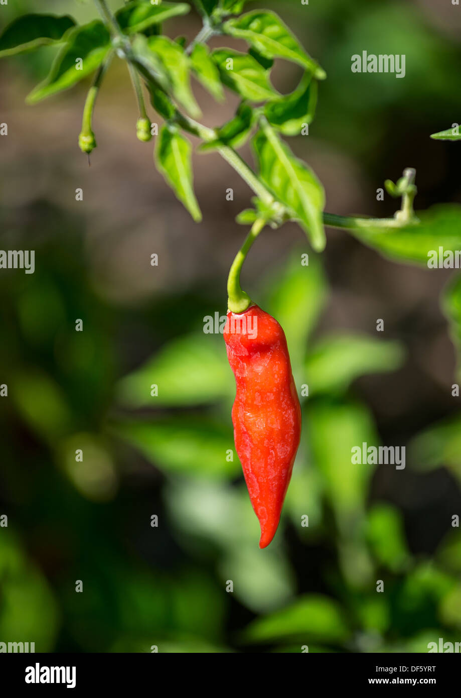 Capsicum chinense habanero rouge Banque de photographies et d’images à ...