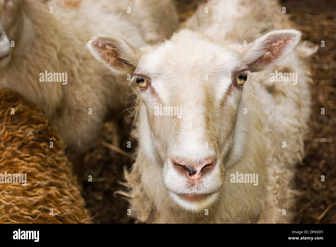 Nez de moutons Banque de photographies et d’images à haute résolution ...